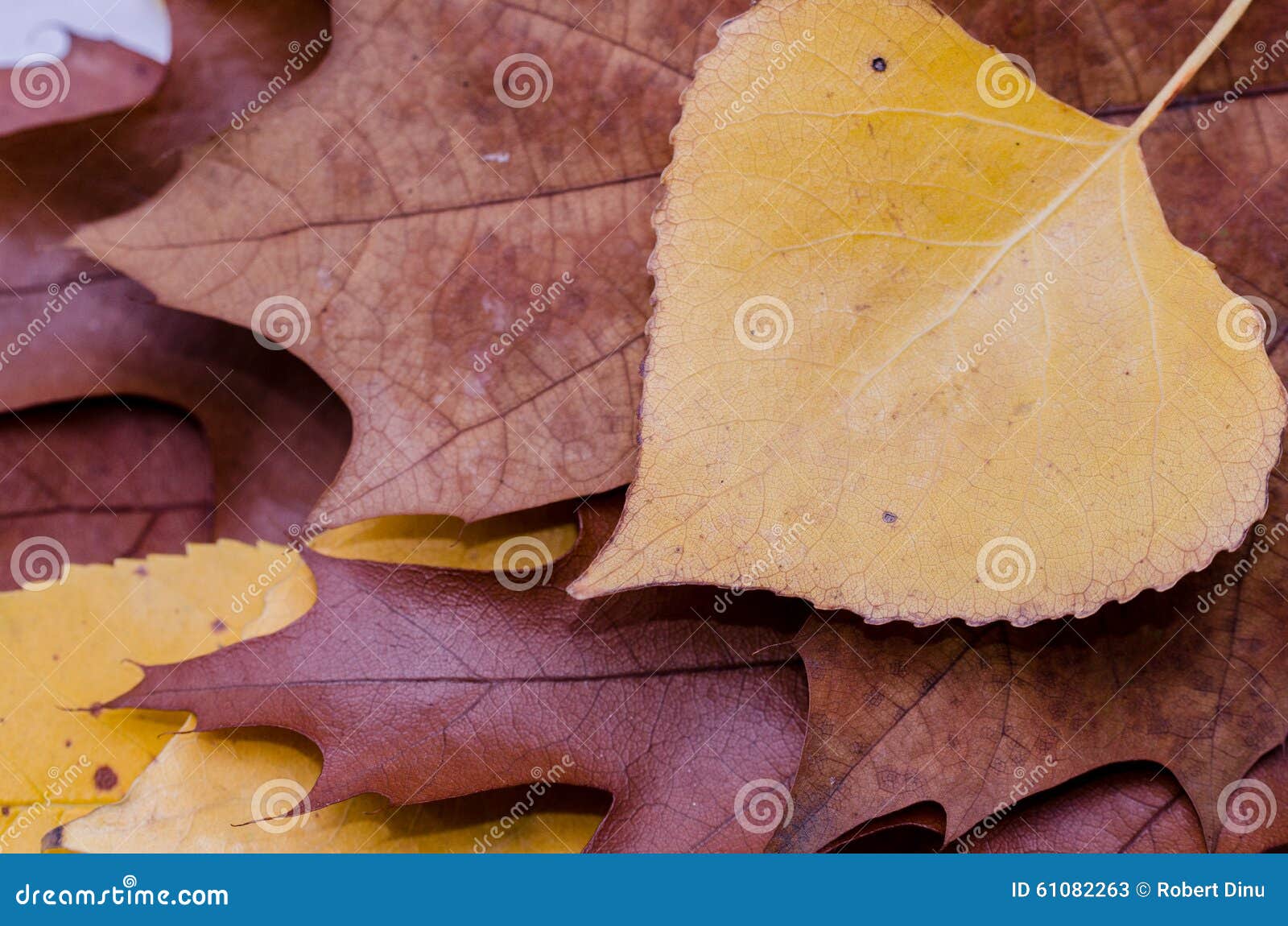 Oak Brown Autumn Leaves Stack Stock Image - Image of poplar, foliage ...