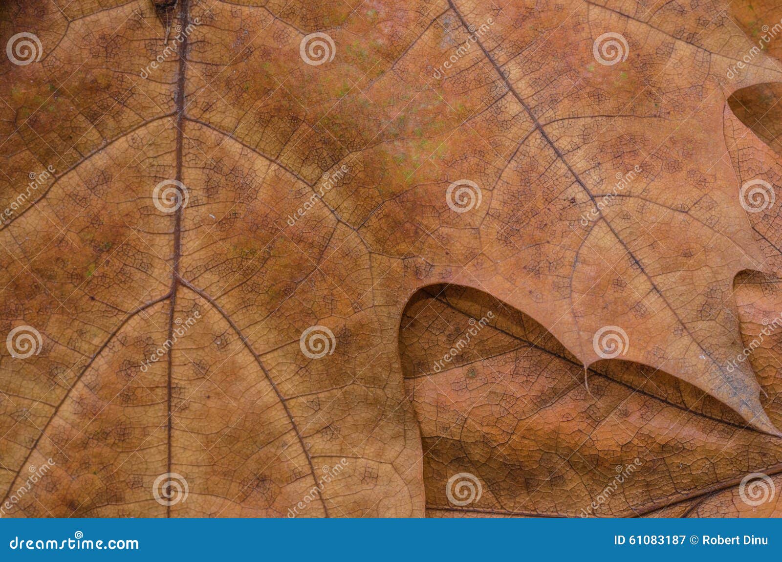 Oak Brown Autumn Leaves Stack Stock Image - Image of graphic, textured ...