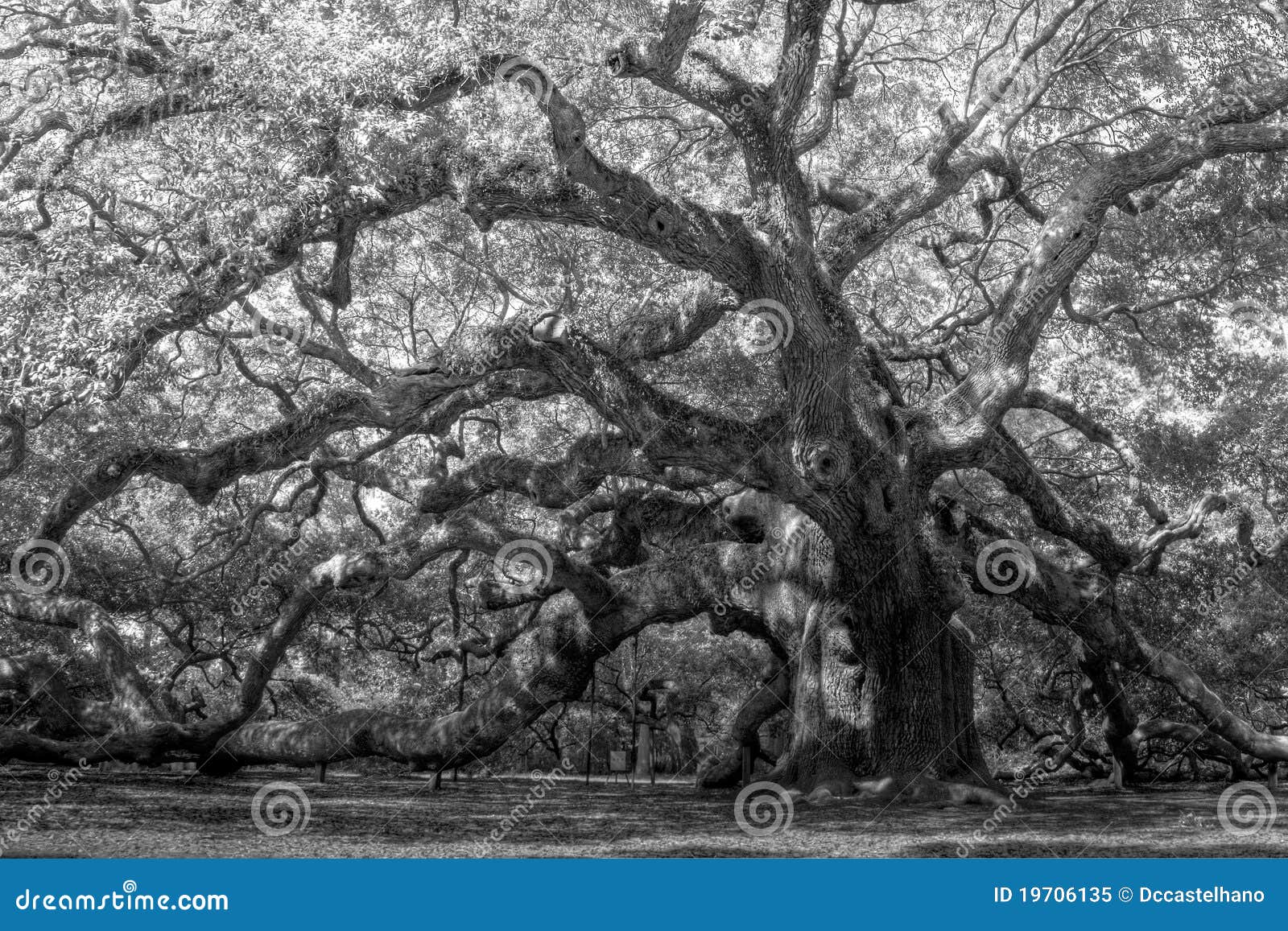 Oak Canopy stock image. Image of life, majestic, angel - 19706135