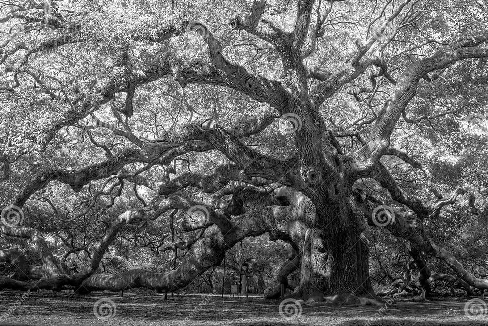 Oak Canopy stock image. Image of life, majestic, angel - 19706135