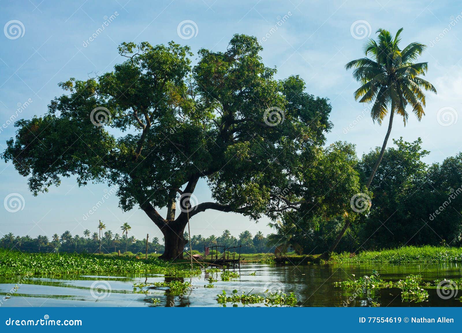 Oak and Coconut Tree Along the Waterline in Kerala, India Stock Image ...