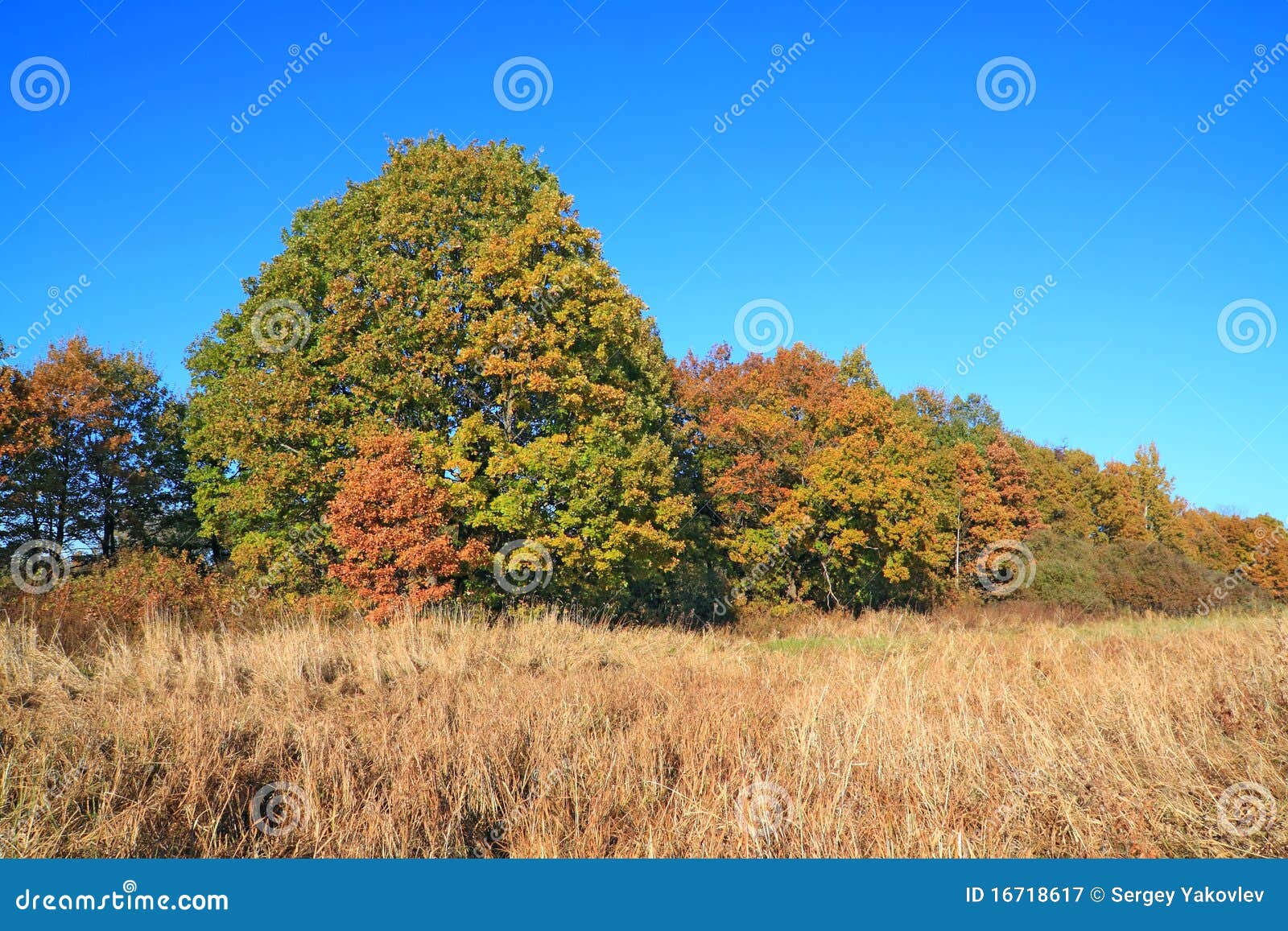 Oak copse stock image. Image of north, heat, colored - 16718617