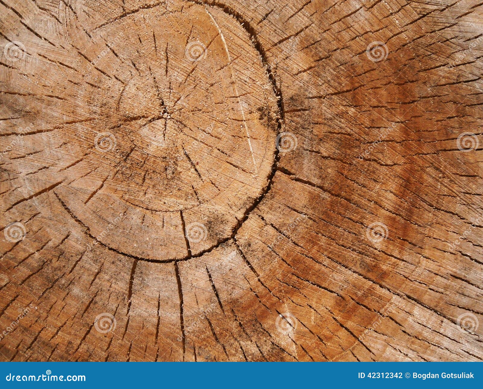 Oak core stock photo. Image of background, round, wooden - 42312342