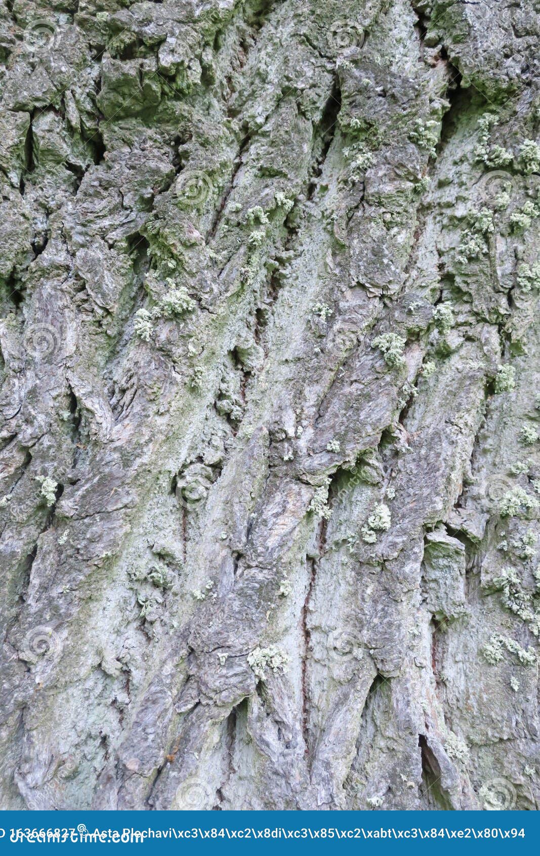 Oak cortex stock image. Image of nature, plant, surface - 163666827