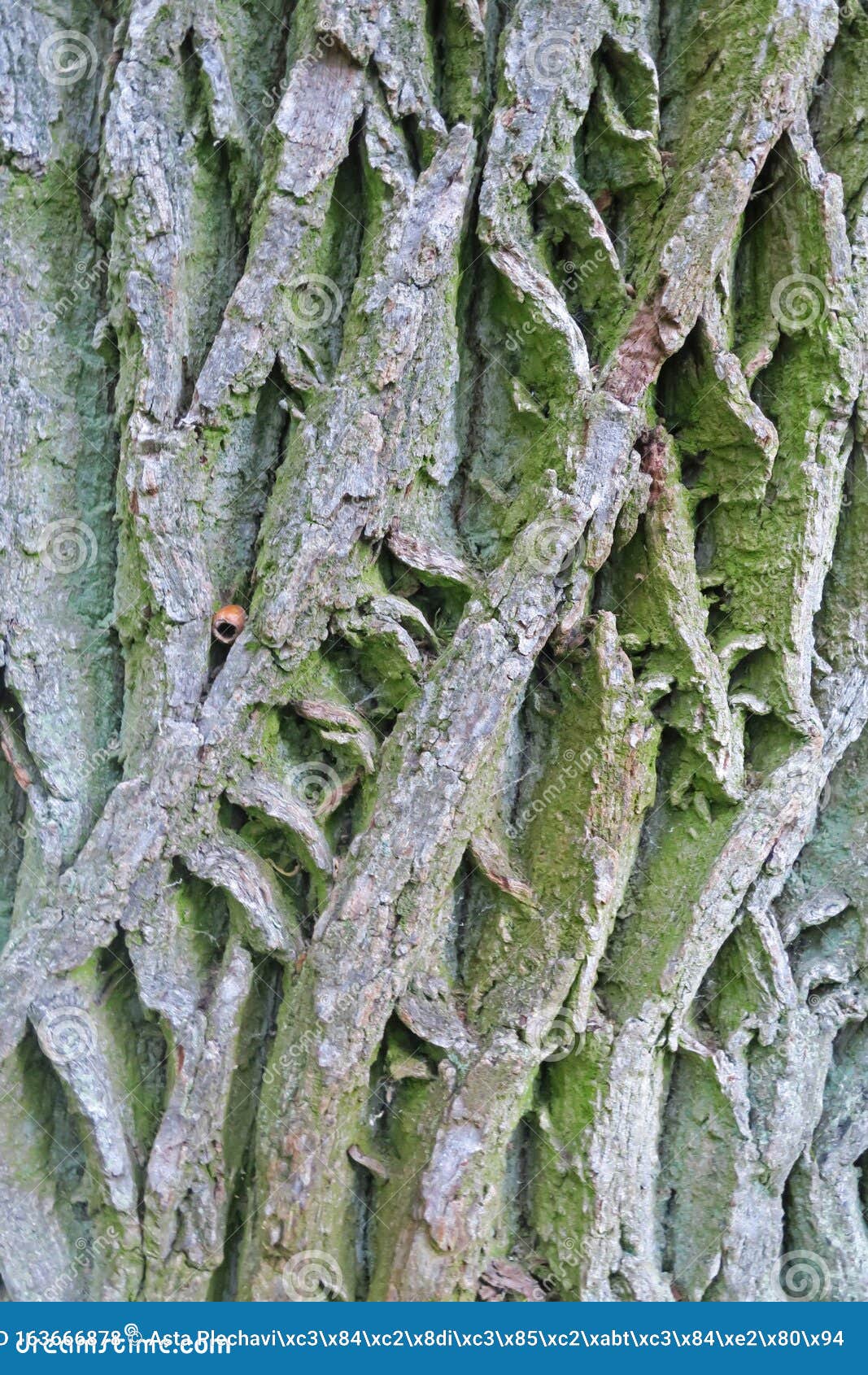 Oak cortex stock photo. Image of material, abstract - 163666878