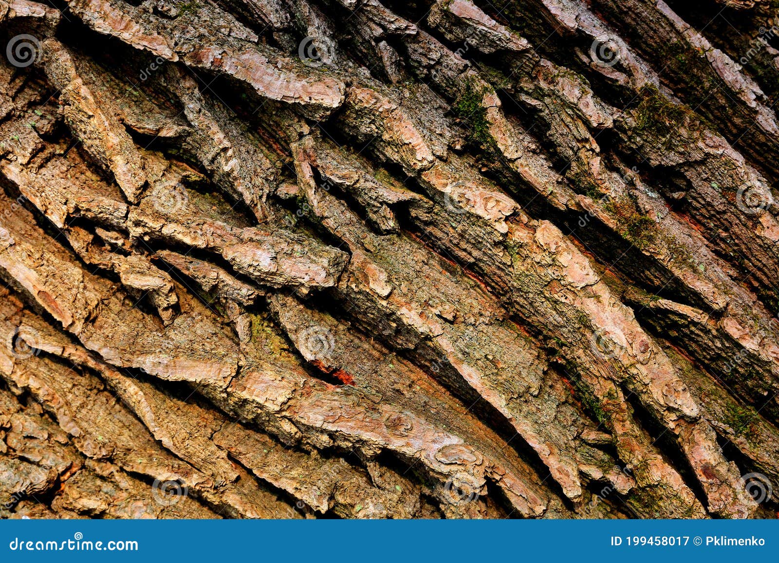 Oak cortex texture stock image. Image of rough, surface - 199458017