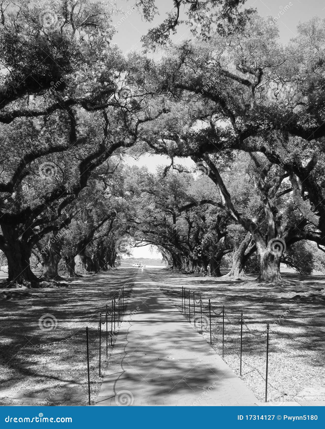 Oak covered path stock image. Image of covering, pantation - 17314127