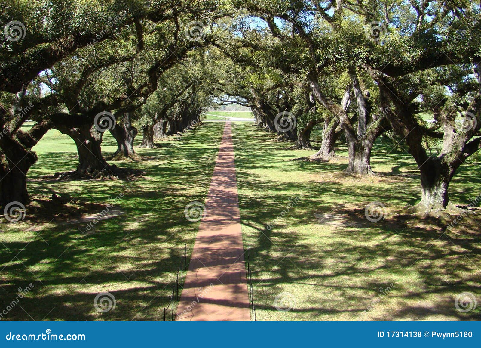 Oak covered path color stock photo. Image of flowers - 17314138