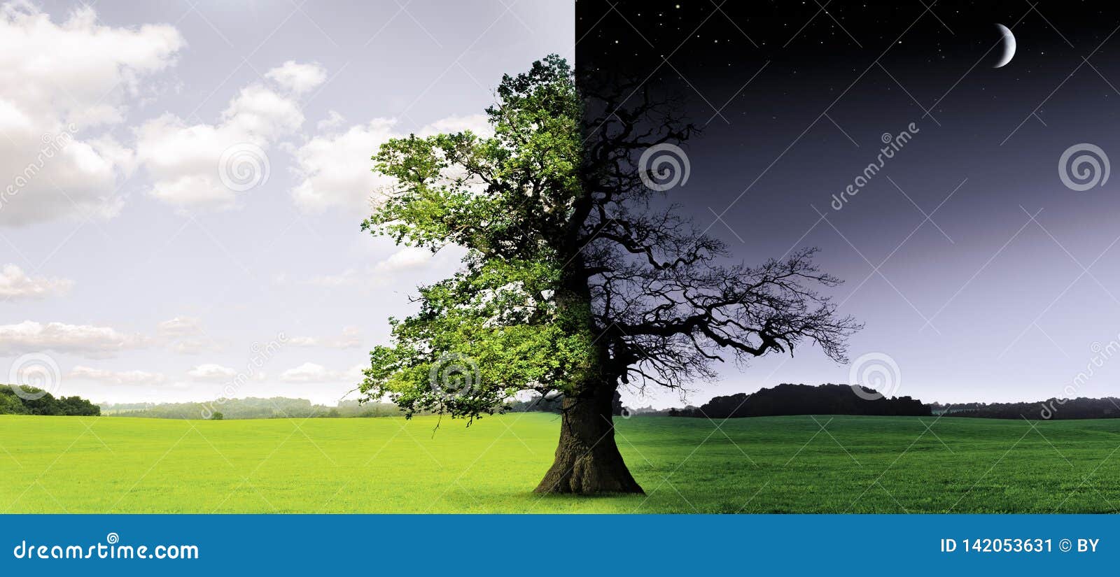 Oak in Day and Night stock image. Image of tree, night - 142053631