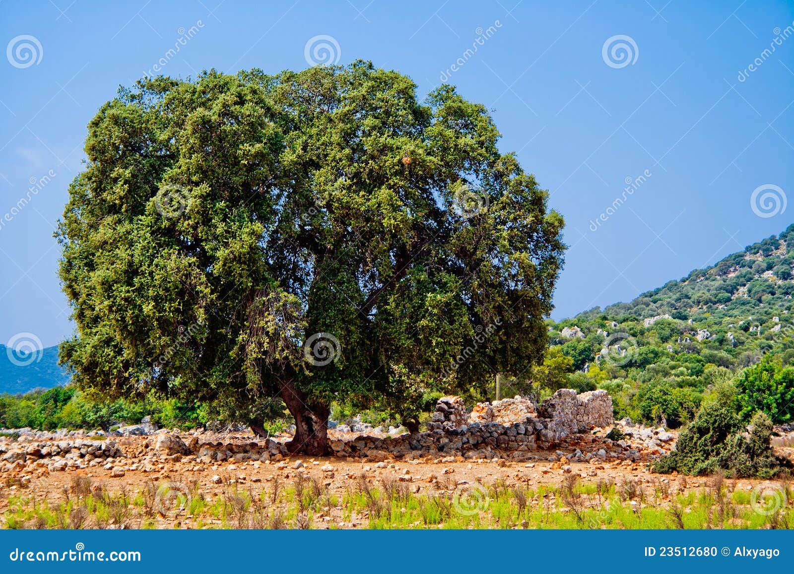 Oak in desert stock photo. Image of landscape, arid, alone - 23512680