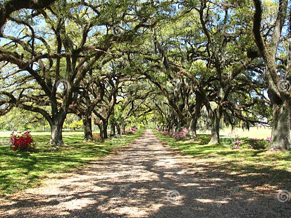 Oak Drive stock image. Image of evergreen, filtered, leaves - 5258625