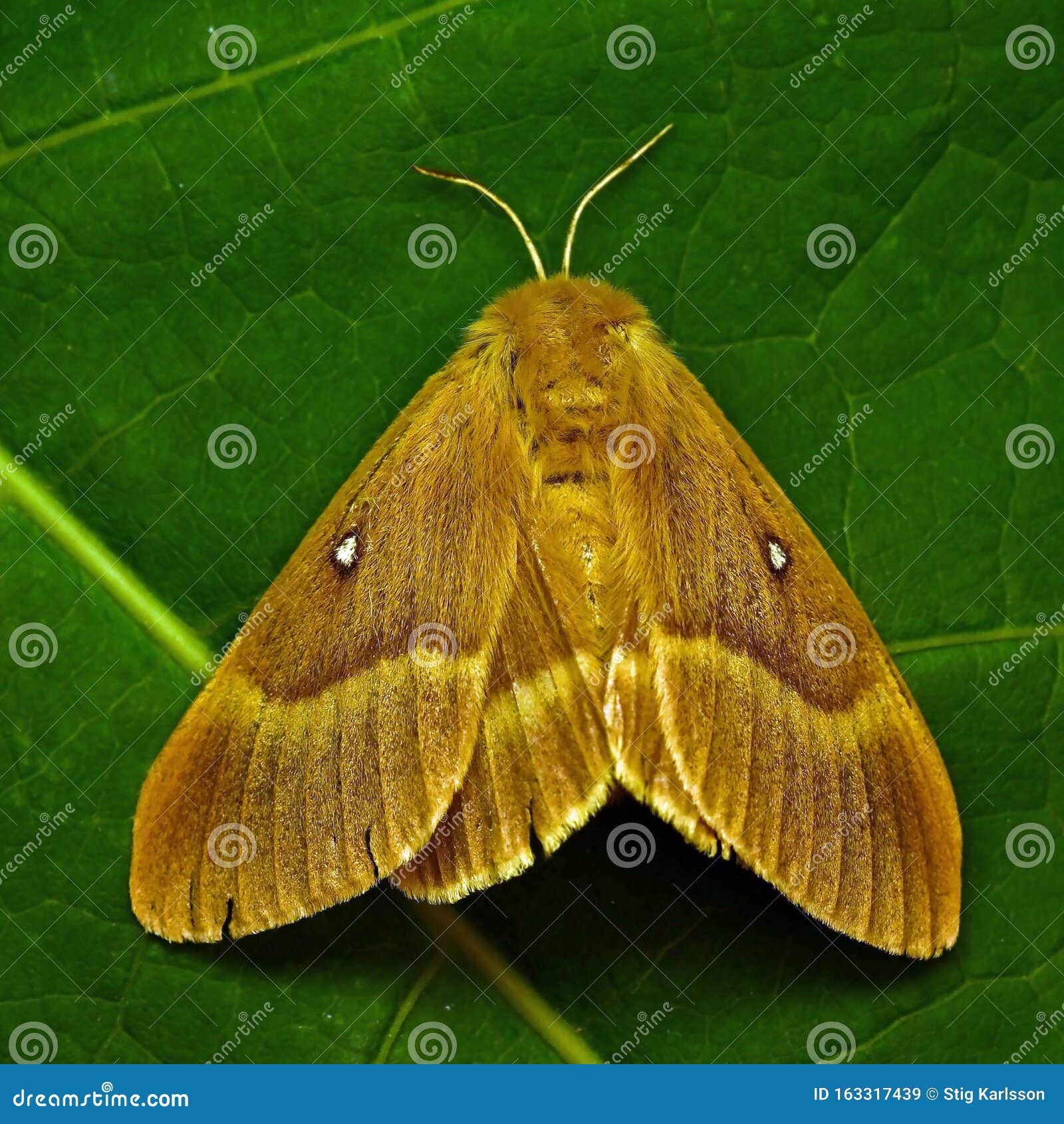Oak Eggar Moth - Lasiocampa Quercus Stock Image - Image of grass, eggar ...