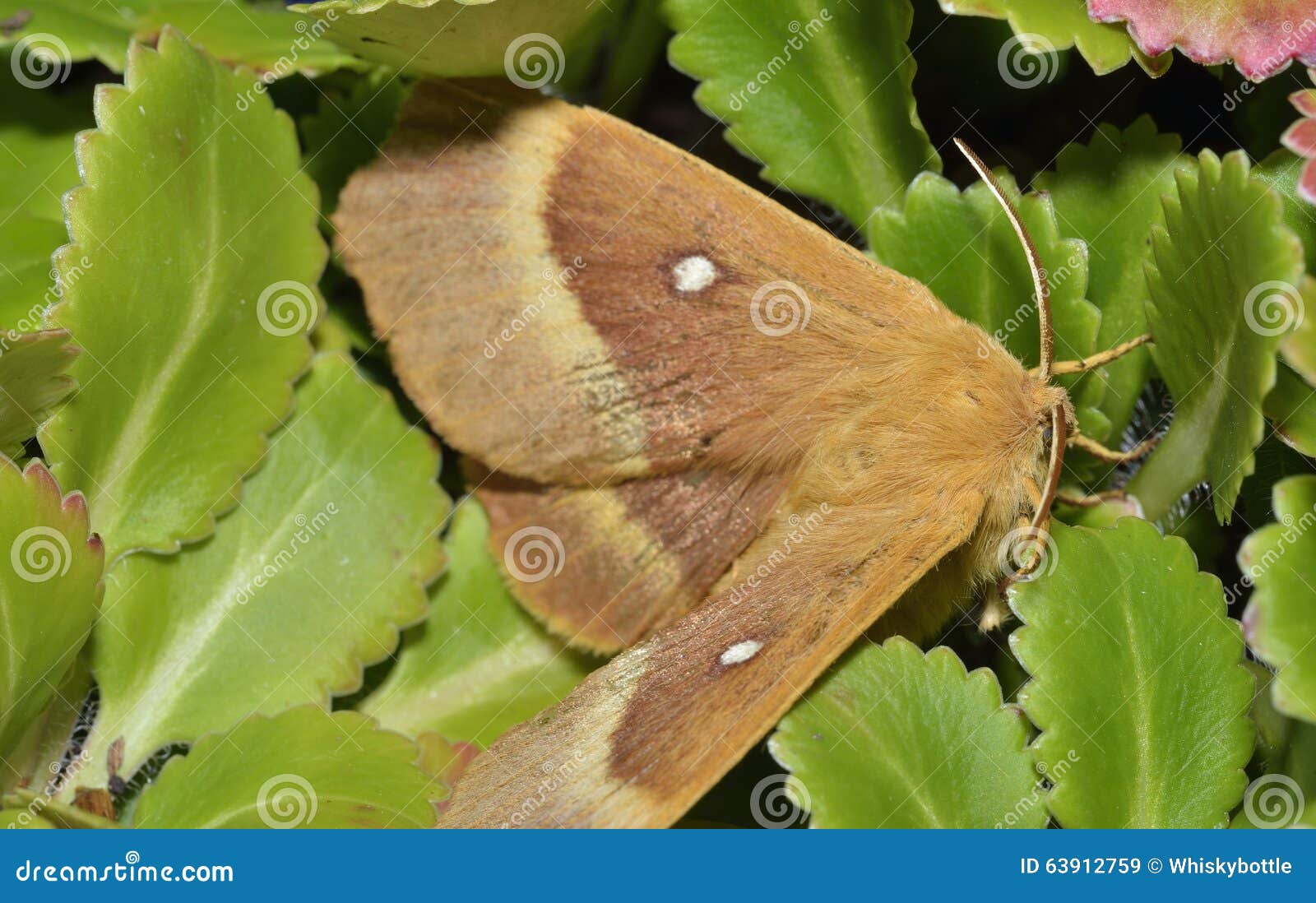 Oak Eggar Moth stock image. Image of nature, moth, spots - 63912759