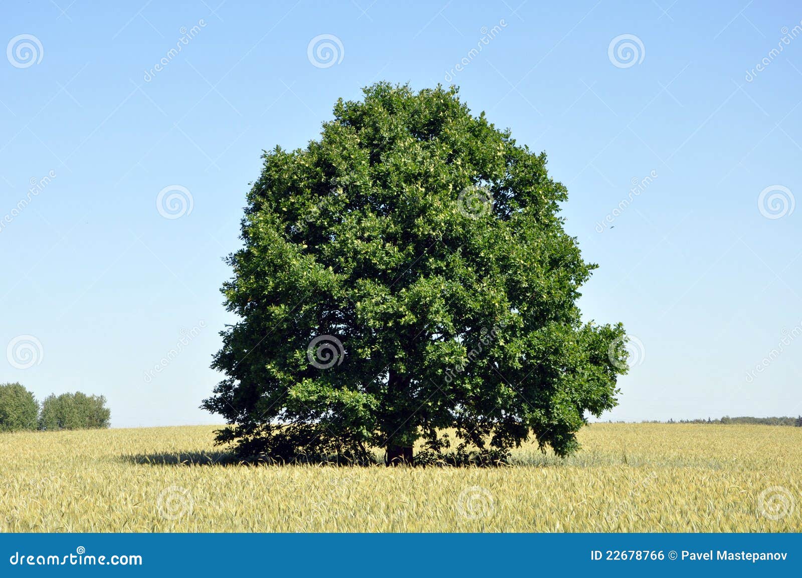 Oak in field stock photo. Image of growth, countryside - 22678766