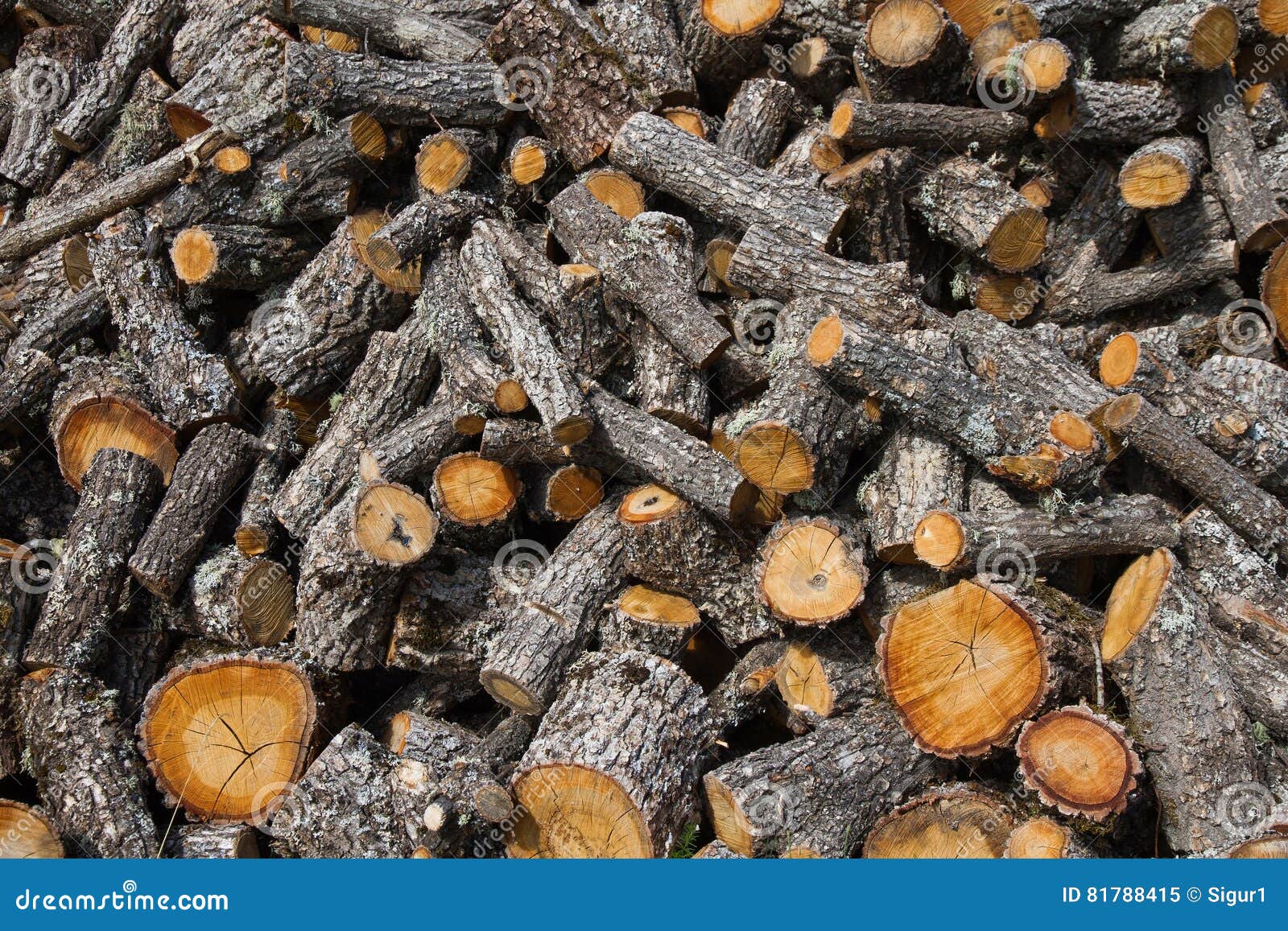 Oak Firewood Cut stock image. Image of sticks, logs, outdoor - 81788415