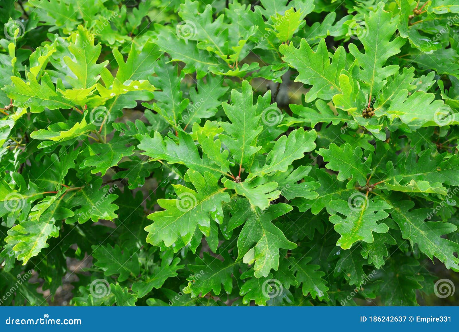 Oak foliage stock image. Image of leaf, tree, green - 186242637