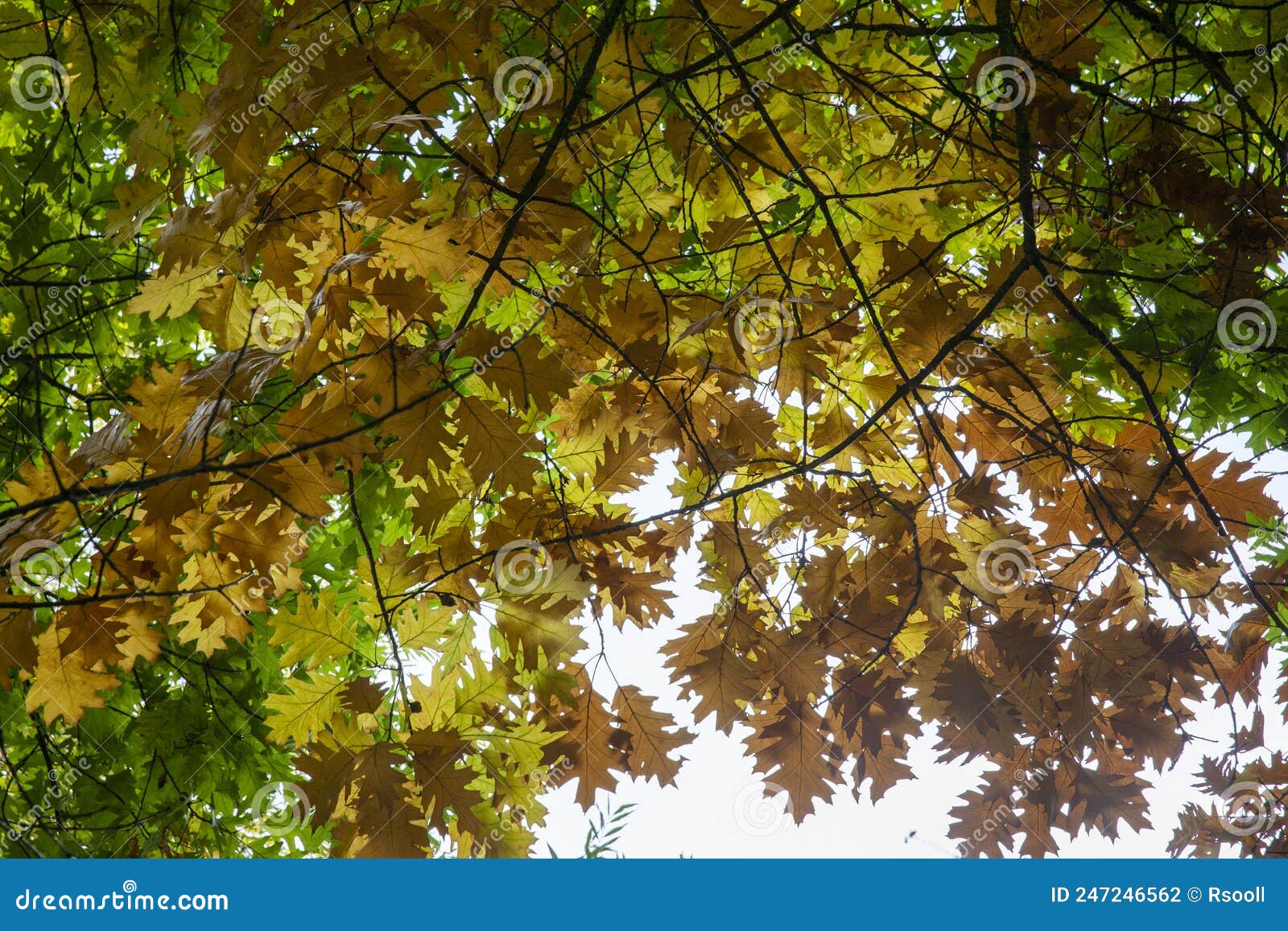 Oak Foliage Turning Yellow in Autumn during Leaf Fall Stock Photo ...