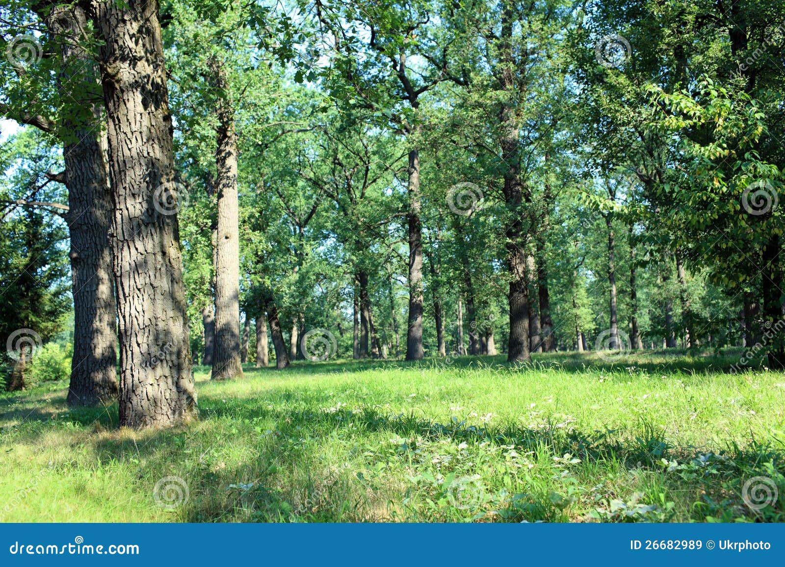 Oak forest stock image. Image of background, horizontal - 26682989