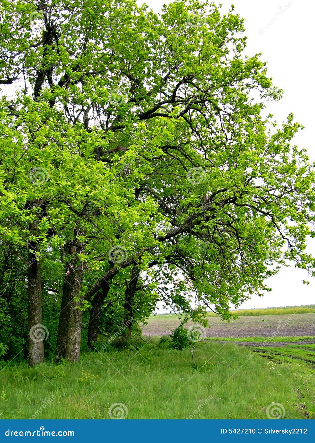 Oak forest stock photo. Image of leaf, landscape, deciduous - 5427210