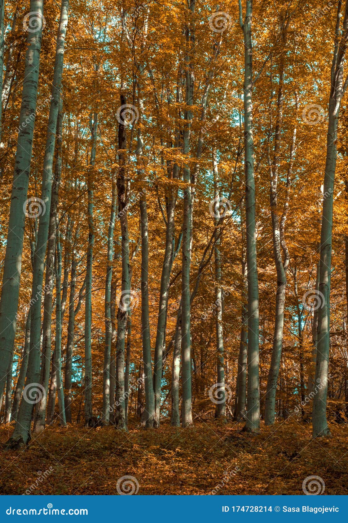 Oak forest stock photo. Image of tree, fall, landscape - 174728214