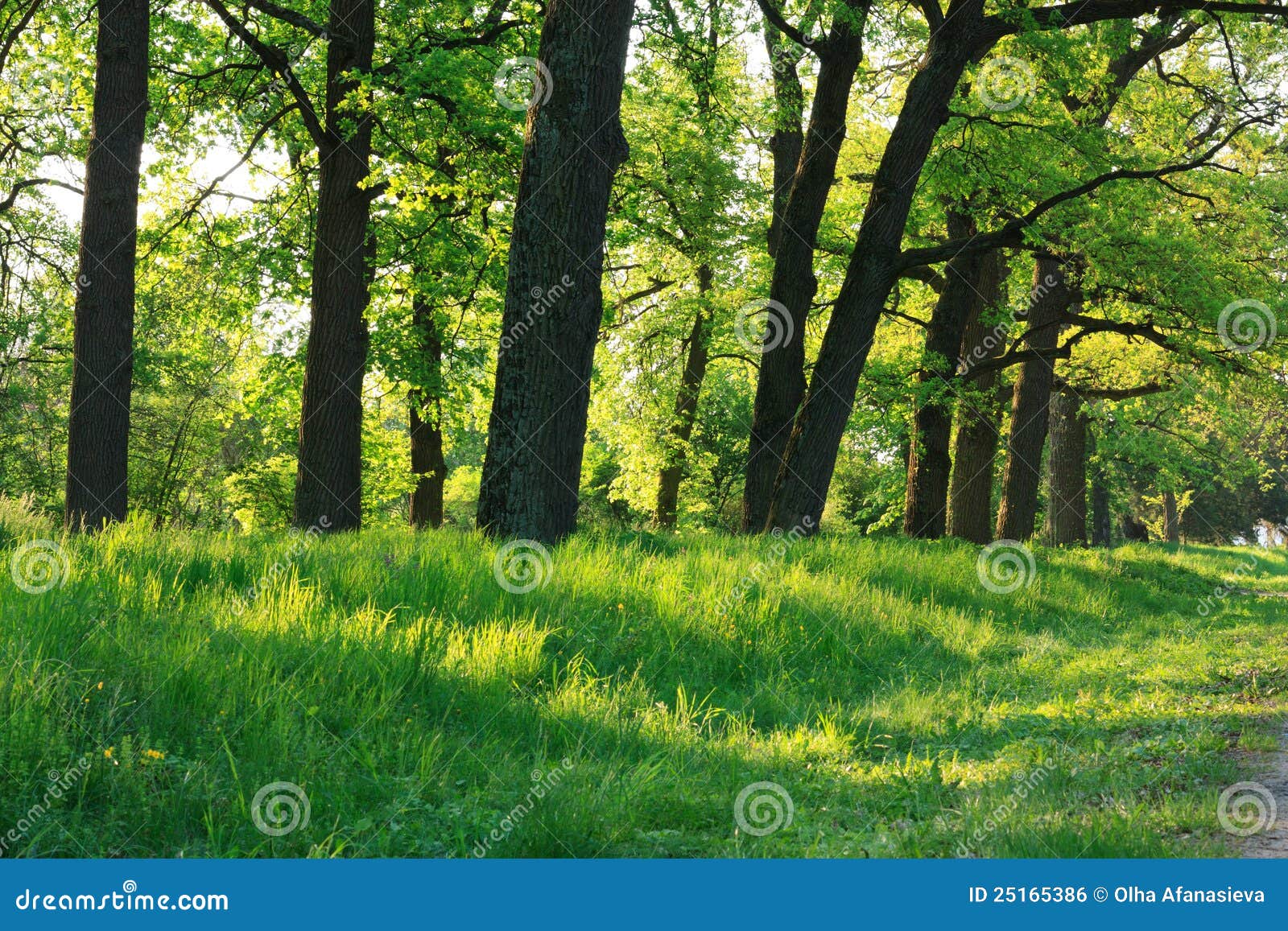 Oak forest in early spring stock photo. Image of natural - 25165386