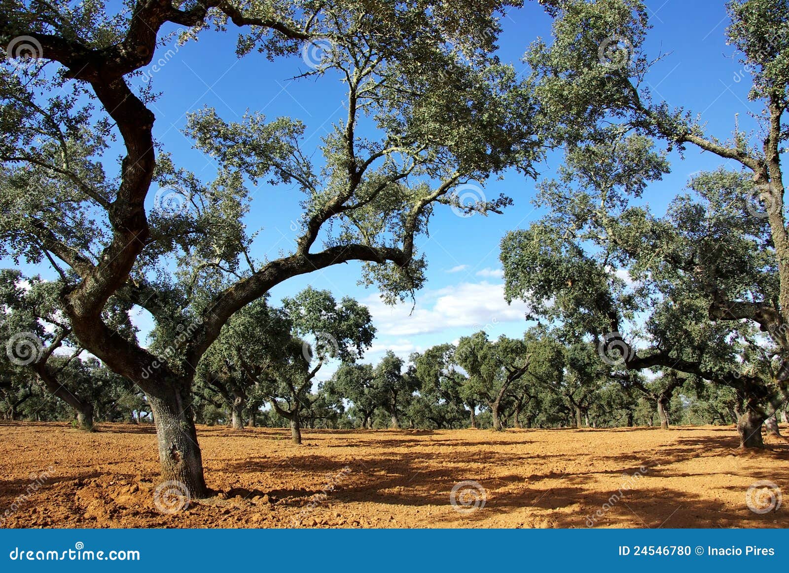 Oak Forest at Mediterranean Region Stock Photo - Image of farm, flora ...