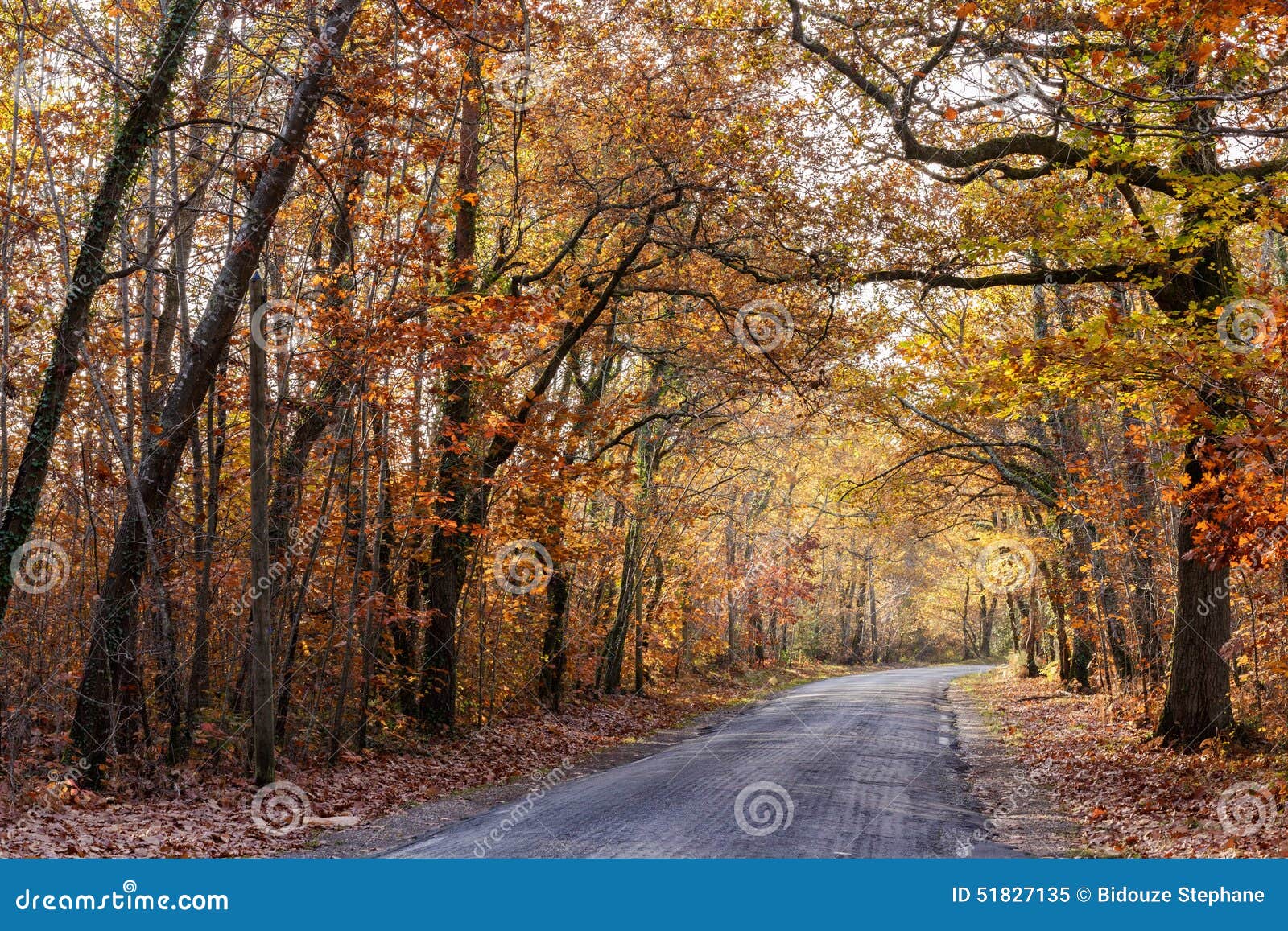 Oak forest in november stock image. Image of colorful - 51827135