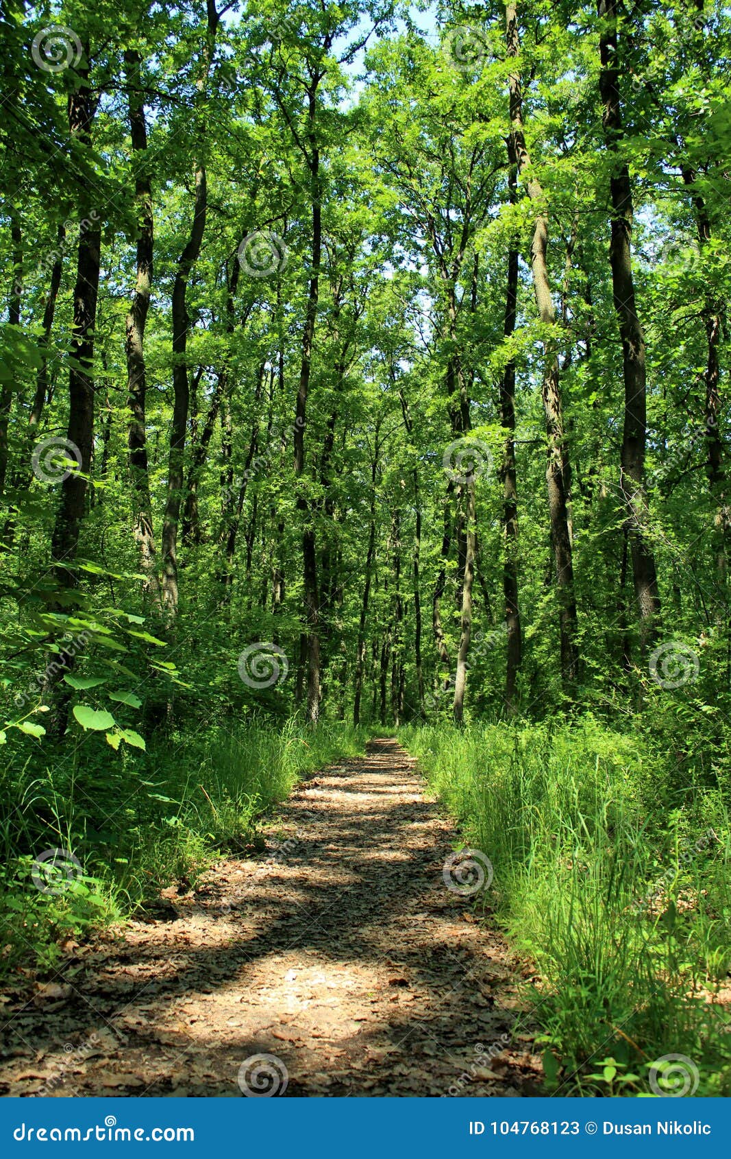 Oak forest path stock image. Image of foliage, road - 104768123