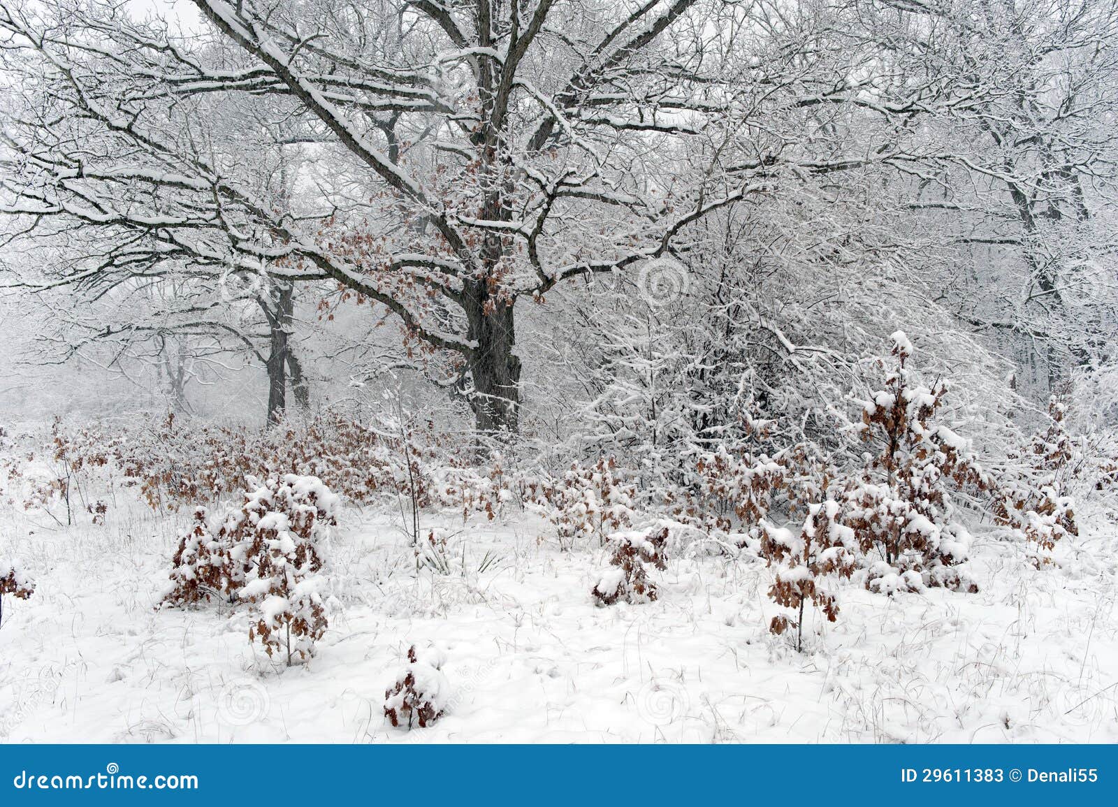 Oak forest in snowstorm stock image. Image of winter - 29611383