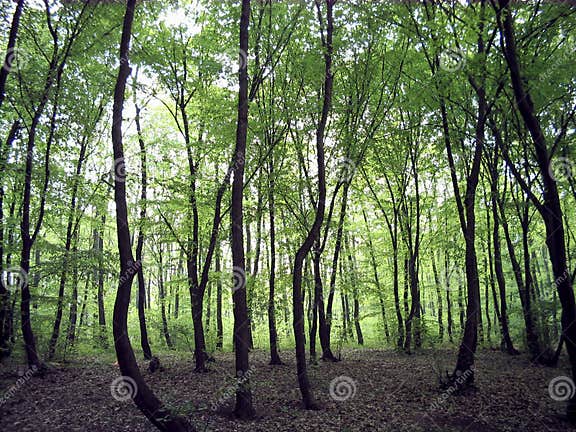 Oak forrest stock photo. Image of romania, green, land - 8404986