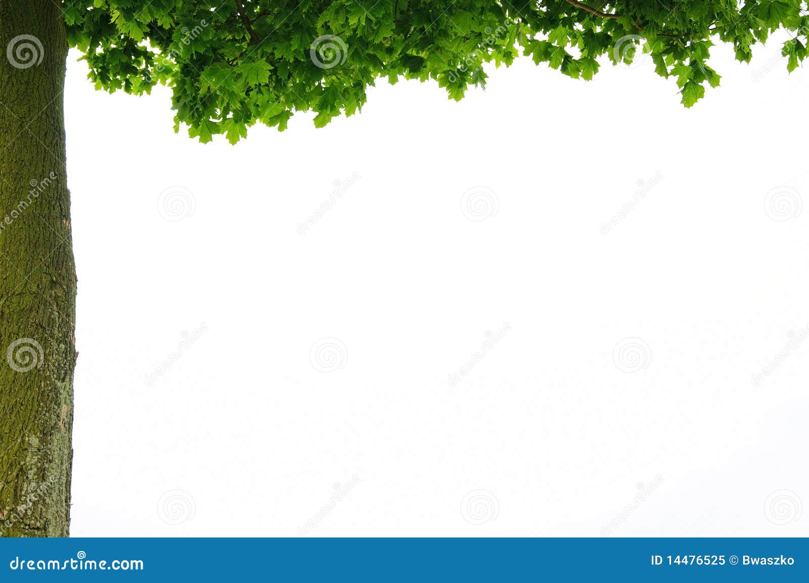 Oak frame stock image. Image of isolate, white, bark - 14476525