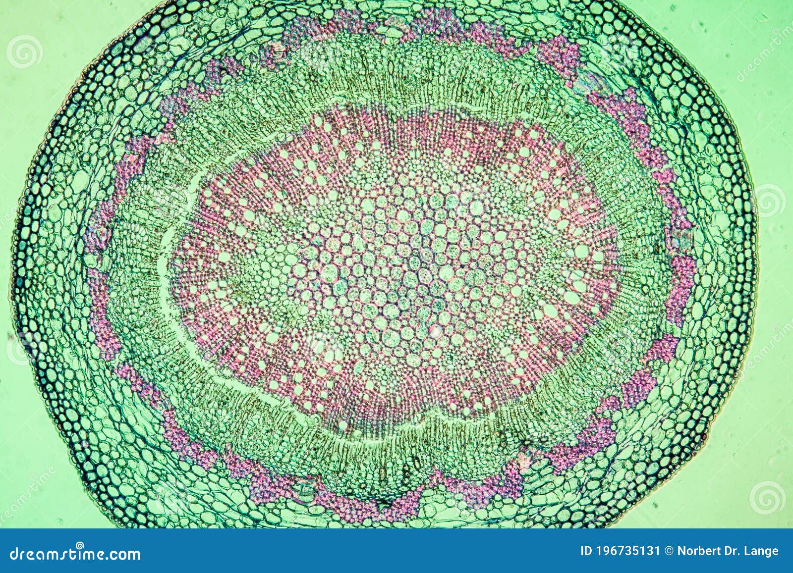 Oak fruit stem stock image. Image of deciduous, fruit - 196735131