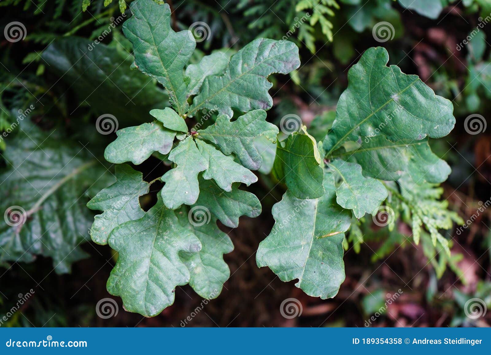 Young oak tree stock photo. Image of ecology, awakening - 189354358