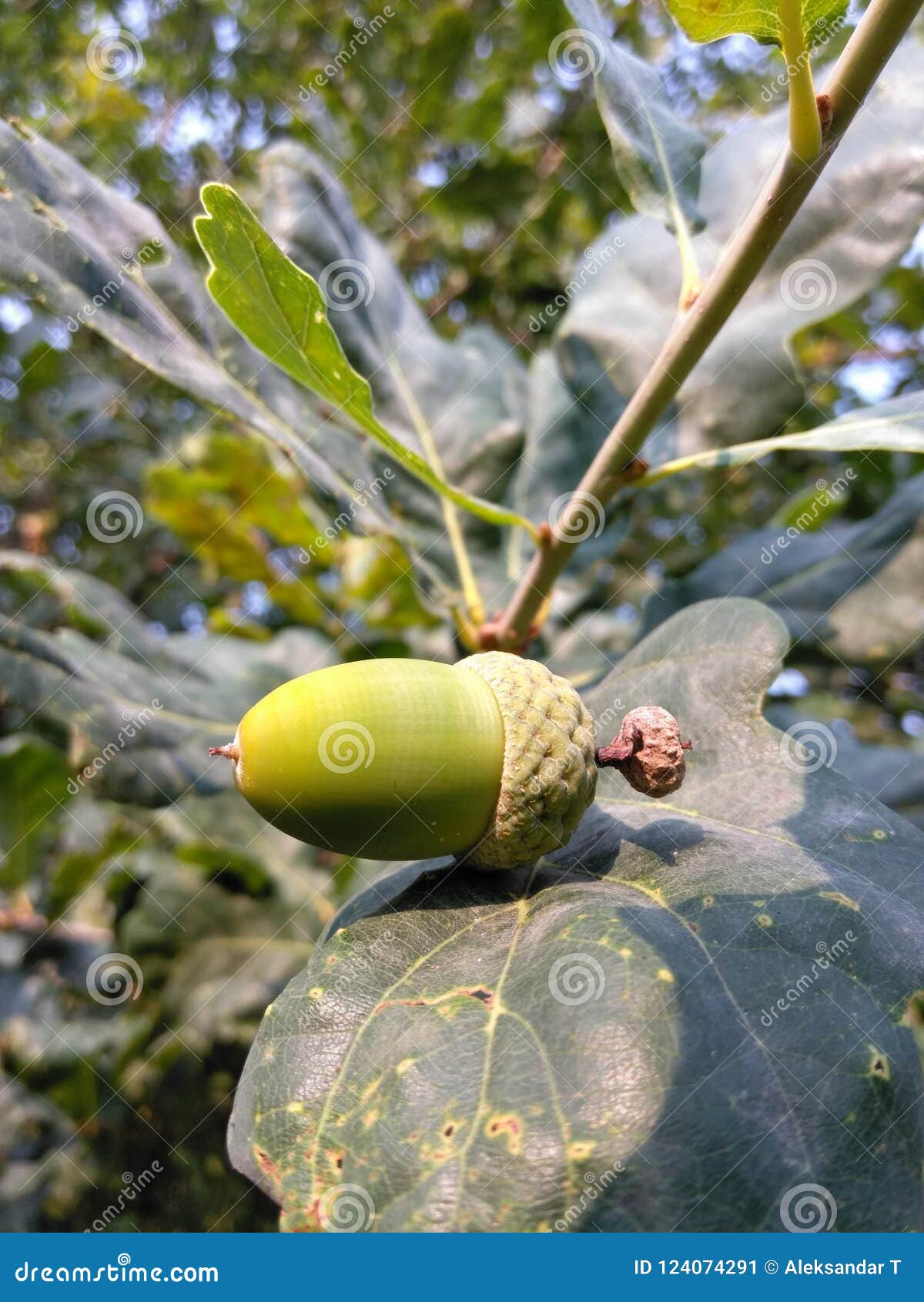 Oak stock image. Image of green, nature, tree, fruit - 124074291
