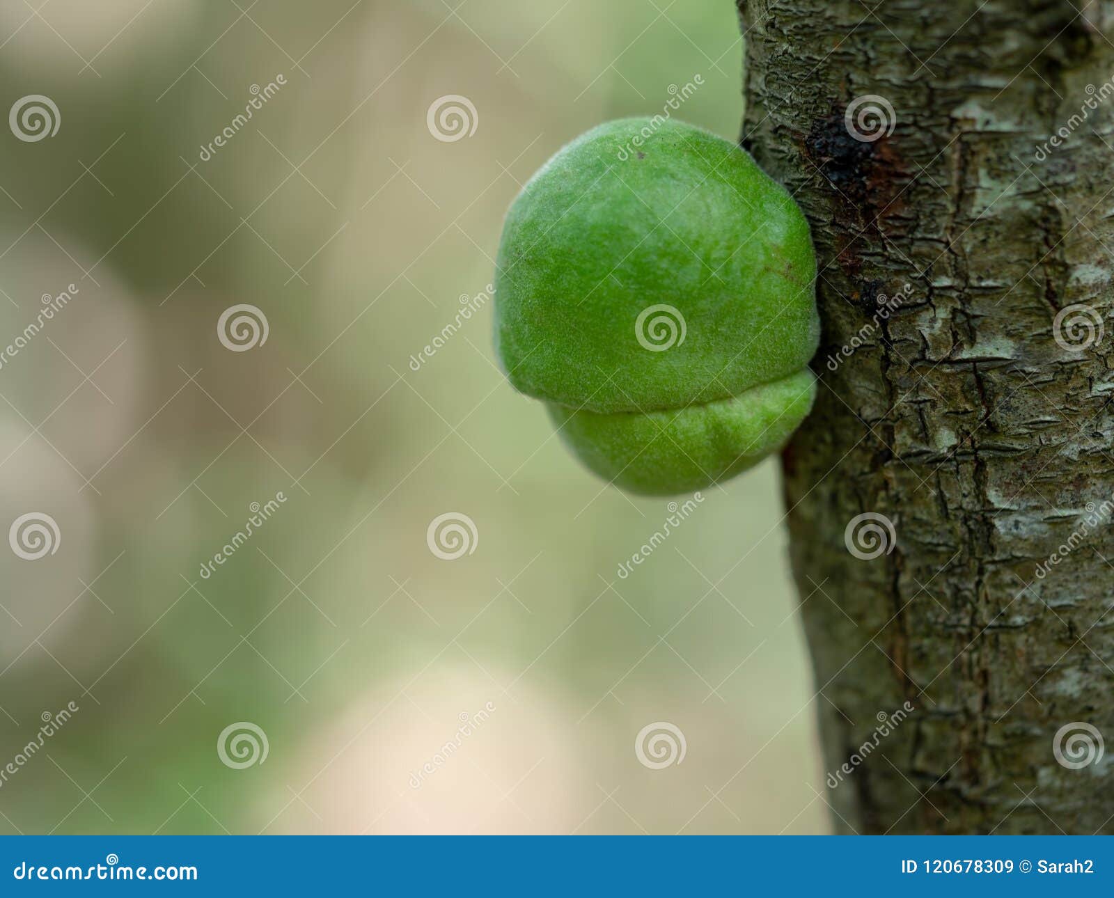 Oak Gall, Canker on Tree Trunk. Stock Image - Image of quercus, green ...