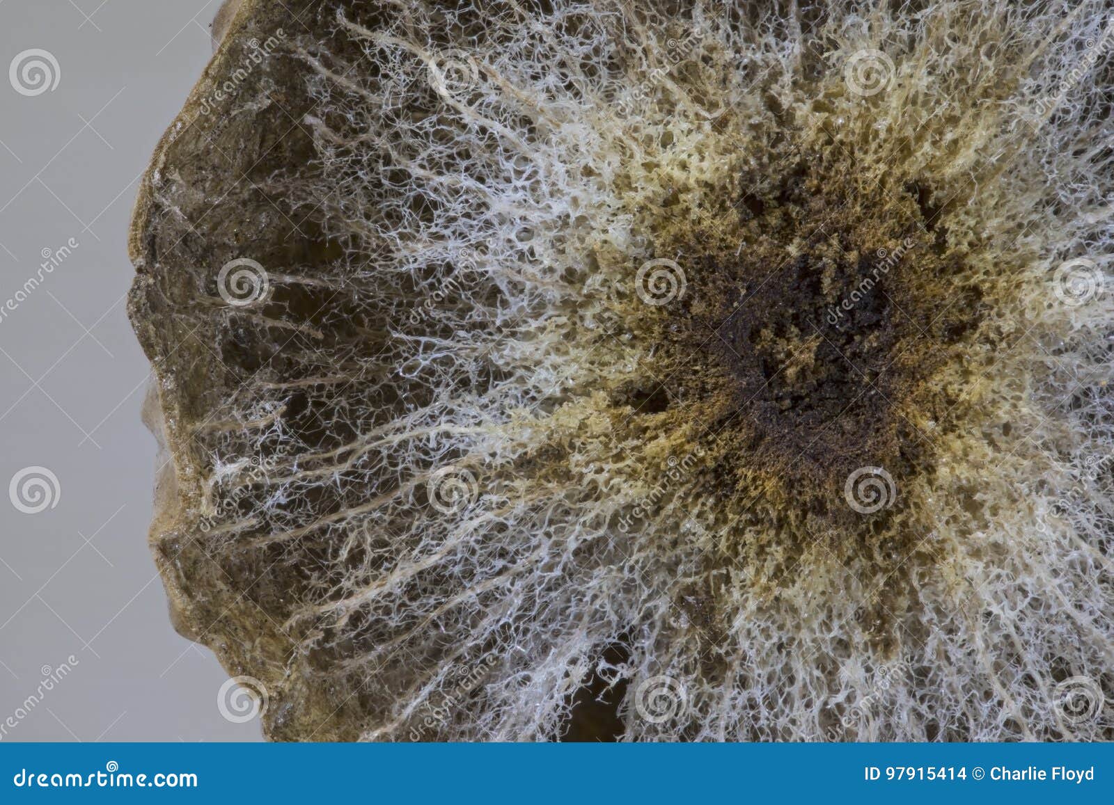 Oak Gall Interior stock photo. Image of closeup, larvae - 97915414