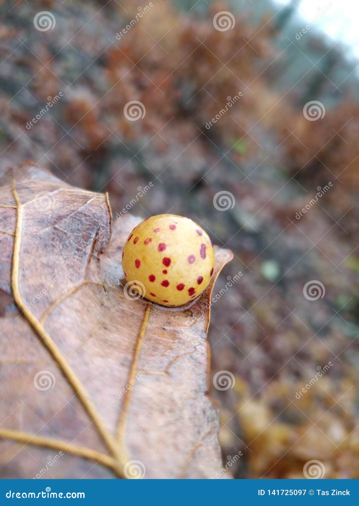 Oak Gall Wasp stock image. Image of nature, leaf, wasp - 141725097