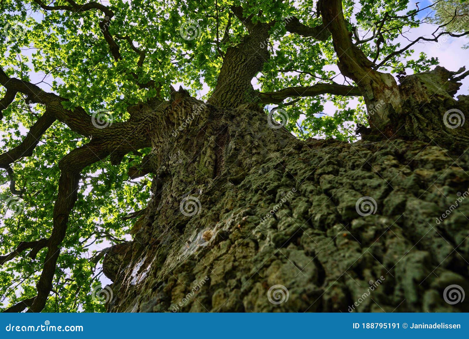 Oak tree view from ground stock image. Image of copyspace - 188795191