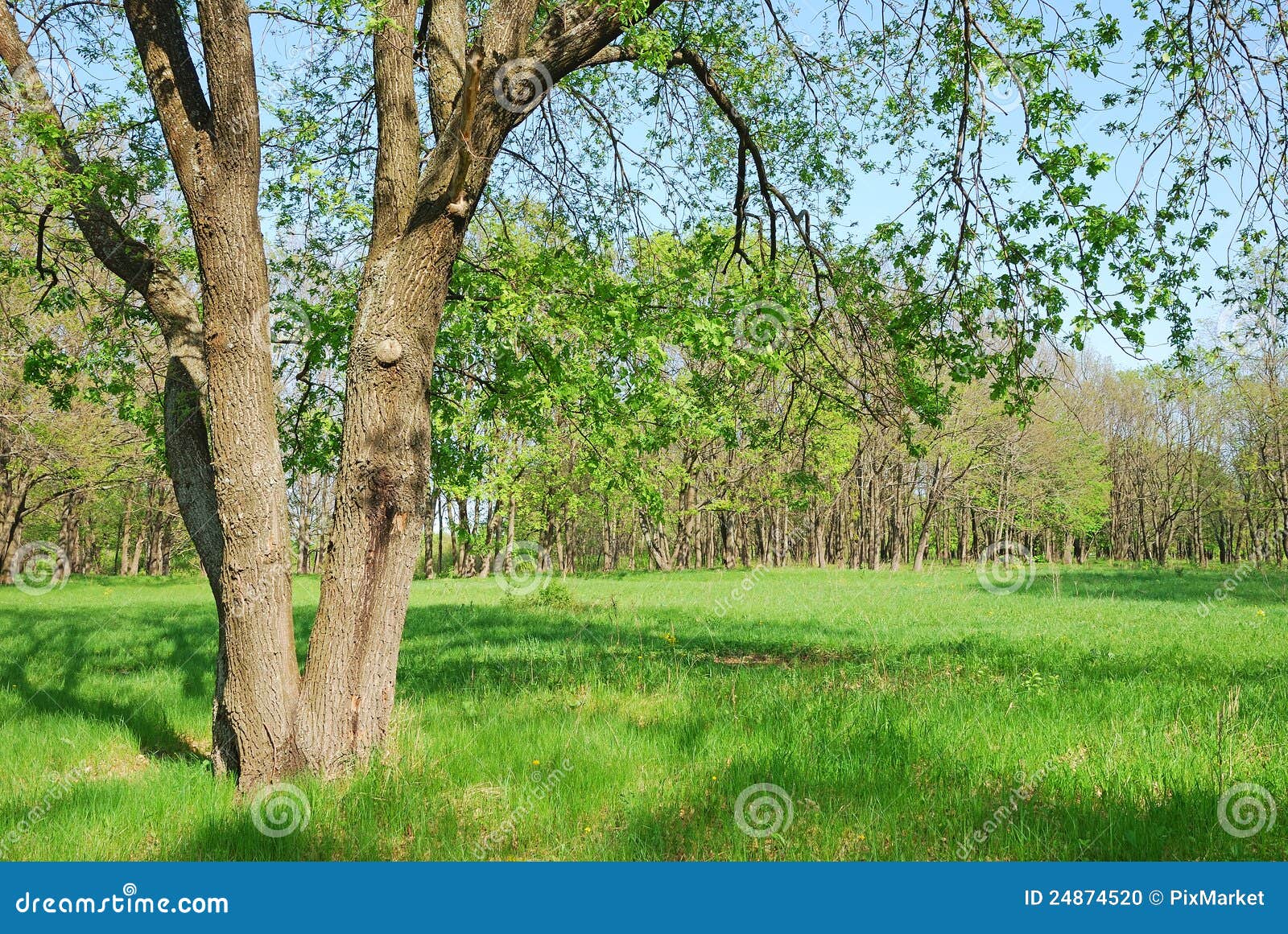 Oak grove stock photo. Image of trees, nature, sunny - 24874520