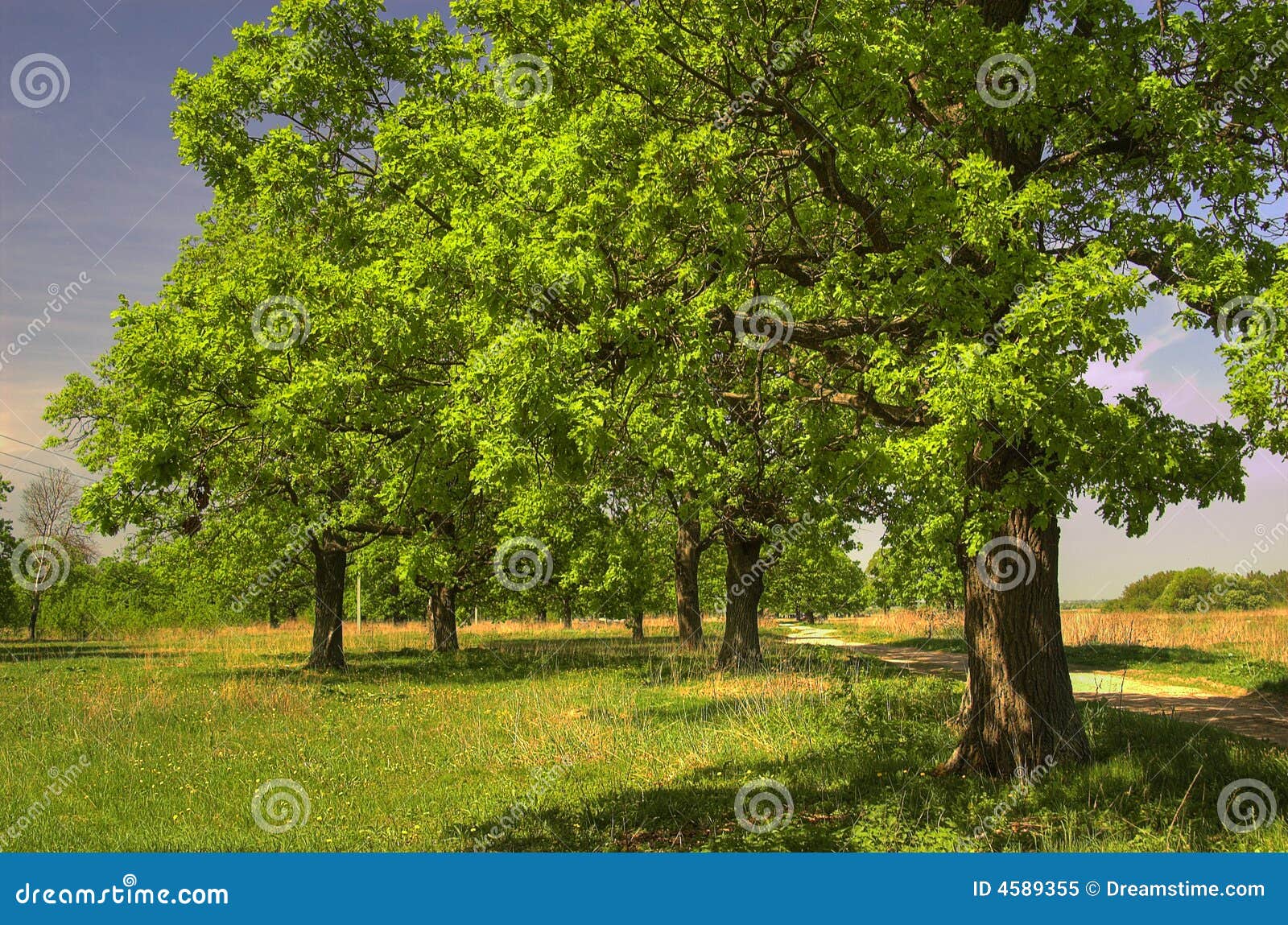 Oak grove stock image. Image of bright, landscape, rural - 4589355