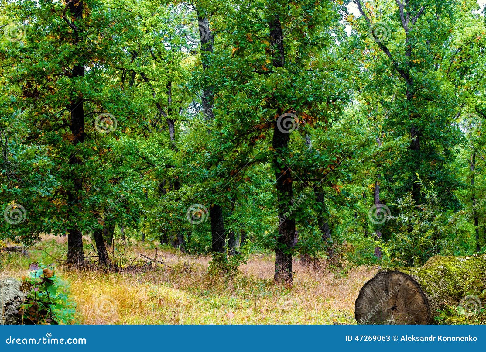 Oak Grove in Autumn in Bulgaria Stock Image - Image of bulgaria, stem ...