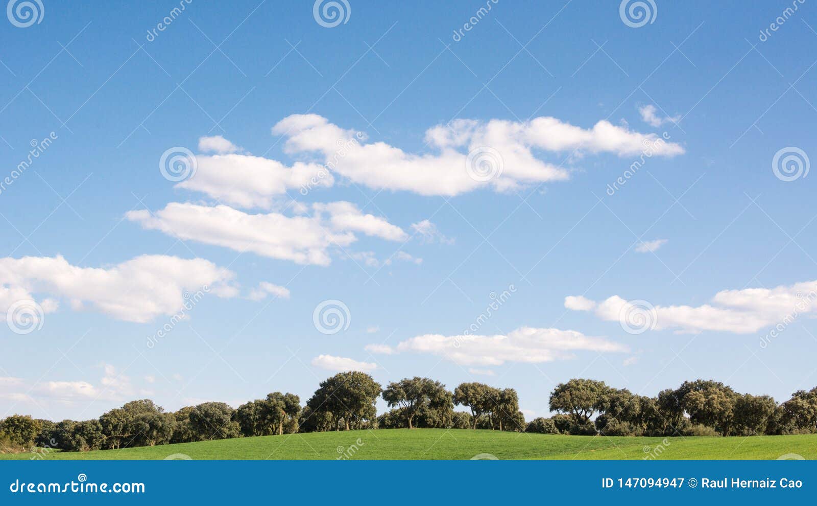 Oak Grove on a Green Grass Field, Under a Blue Sky in Spring Stock ...