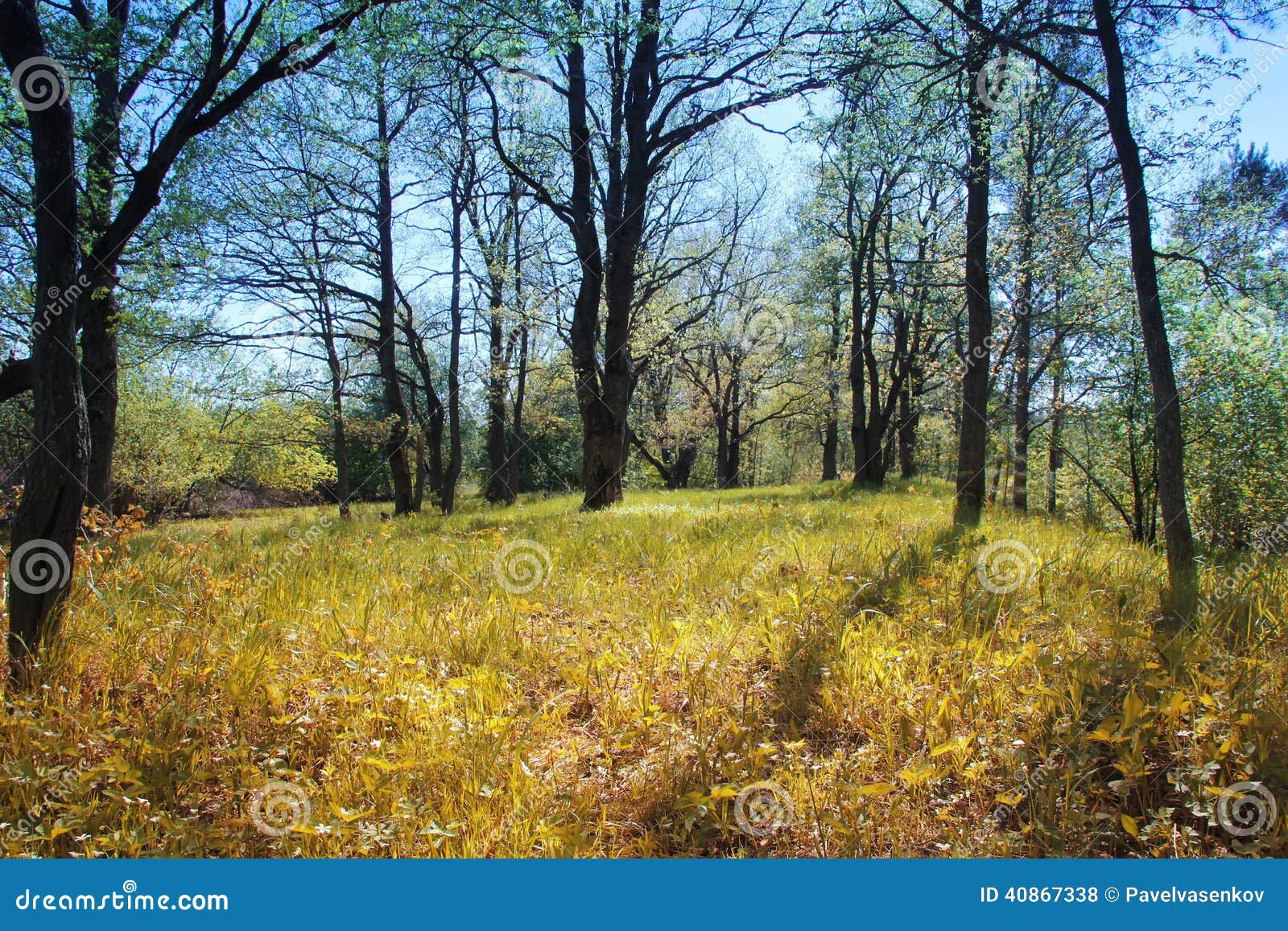 Oak grove, Russia stock photo. Image of yellow, meadow - 40867338