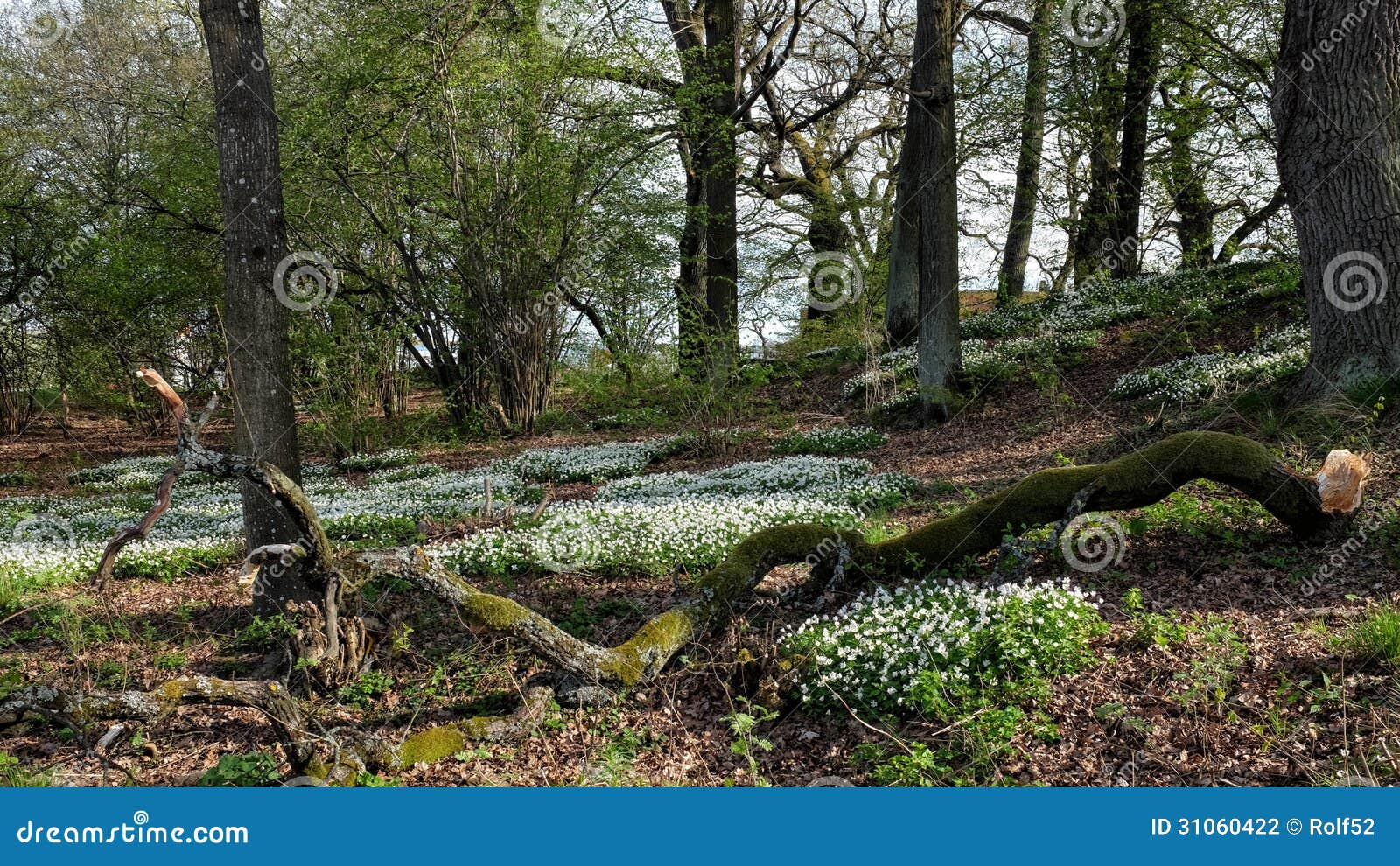 Oak Grove at Springtime in Sweden Stock Photo - Image of ostergotland ...