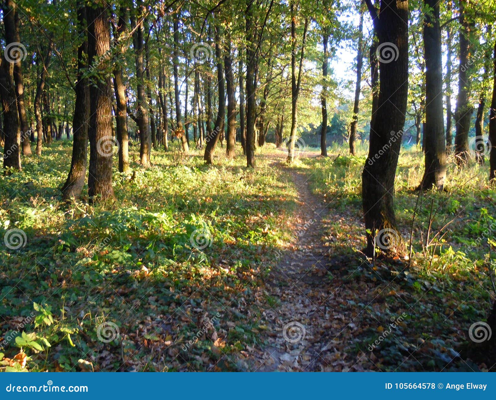 Oak growe. stock photo. Image of plants, yong, summertime - 105664578