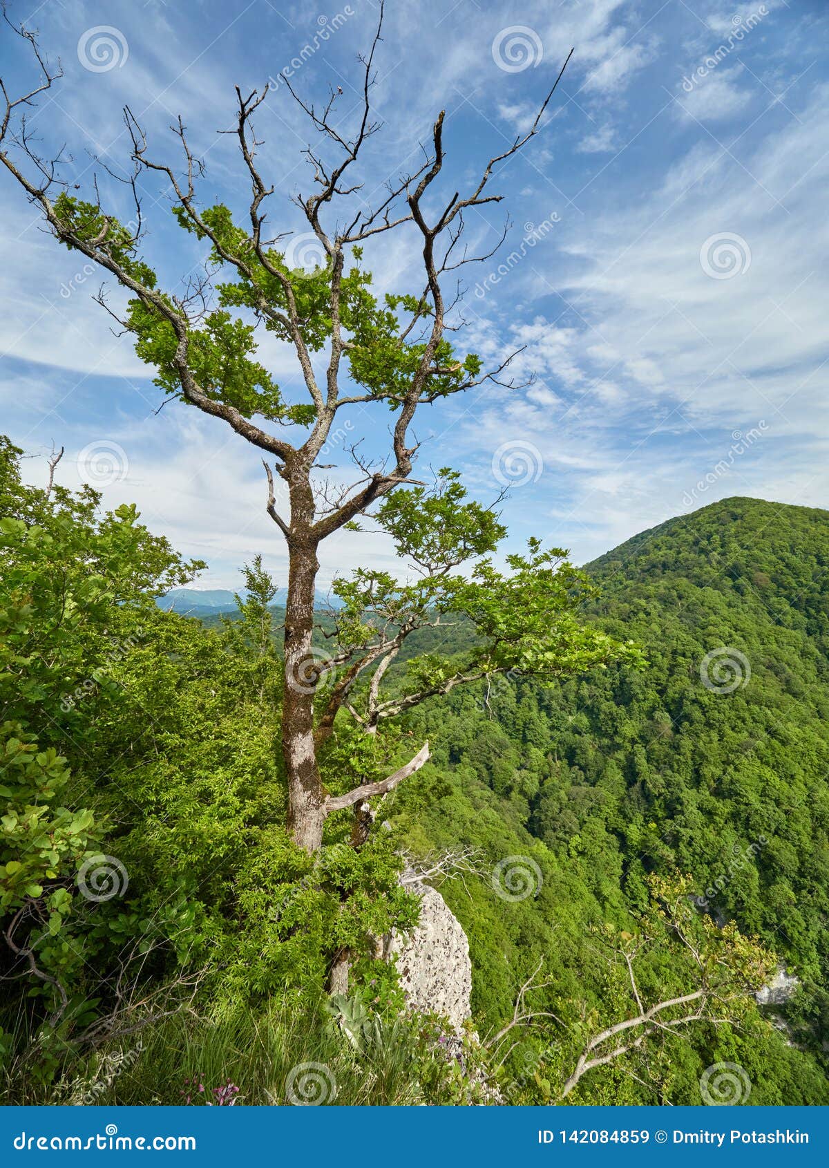Oak Grows on a Cliff Under Which a Green Forest Grows Stock Image ...