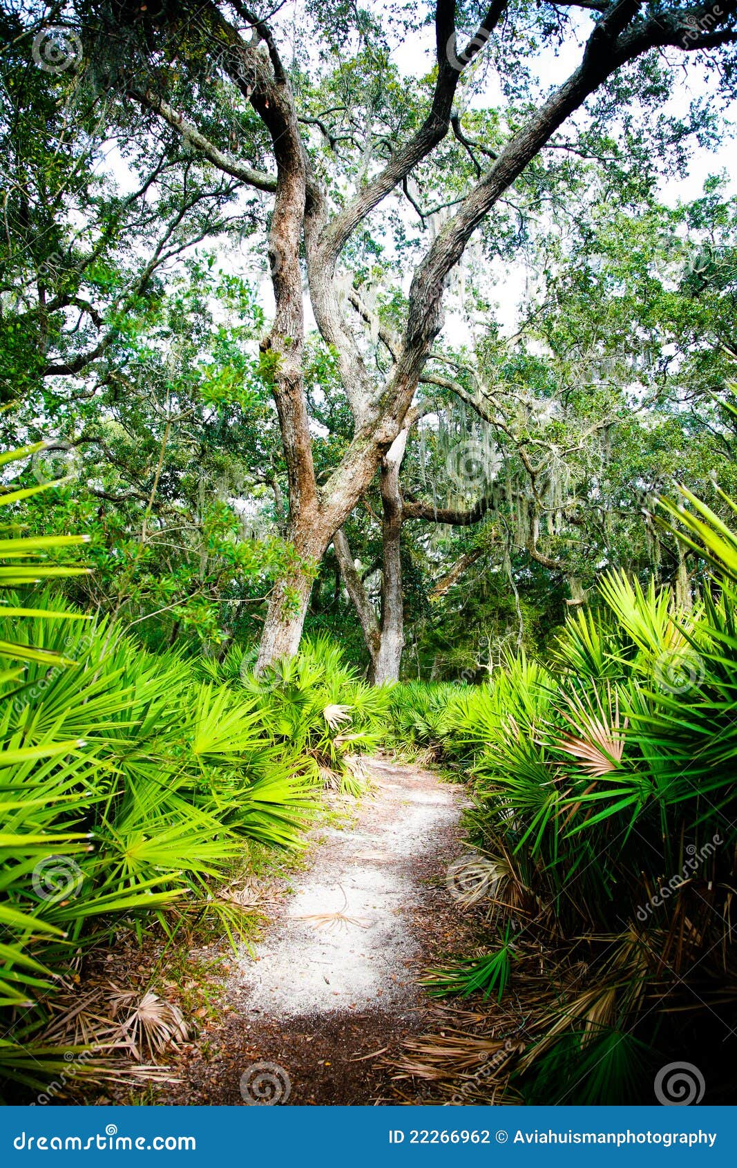 Oak Hammock- Path through Tropical Paradise Stock Photo - Image of oaks ...