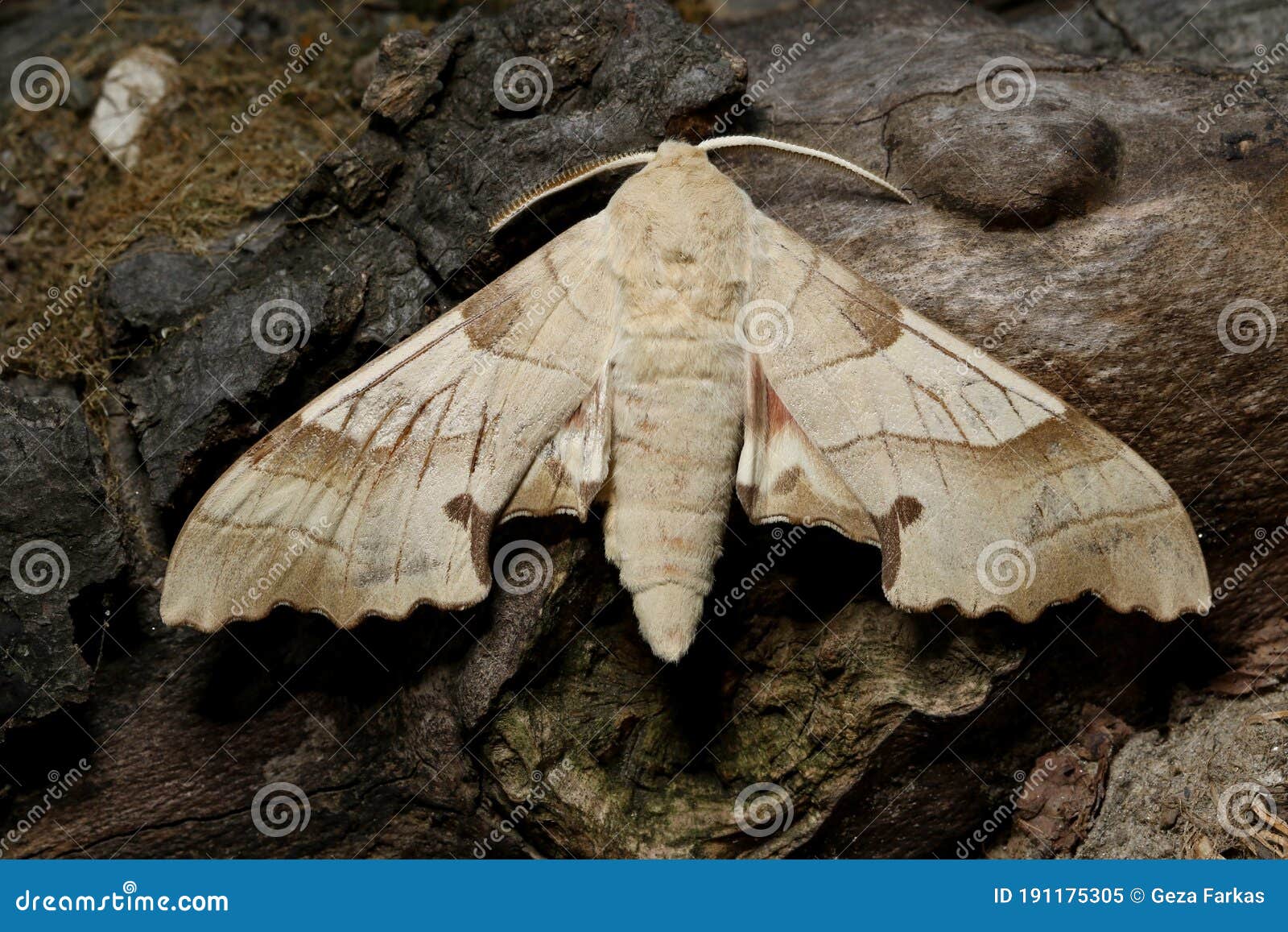 Oak Hawk-moth, Marumba Quercus on the Bark of Trees Stock Image - Image ...