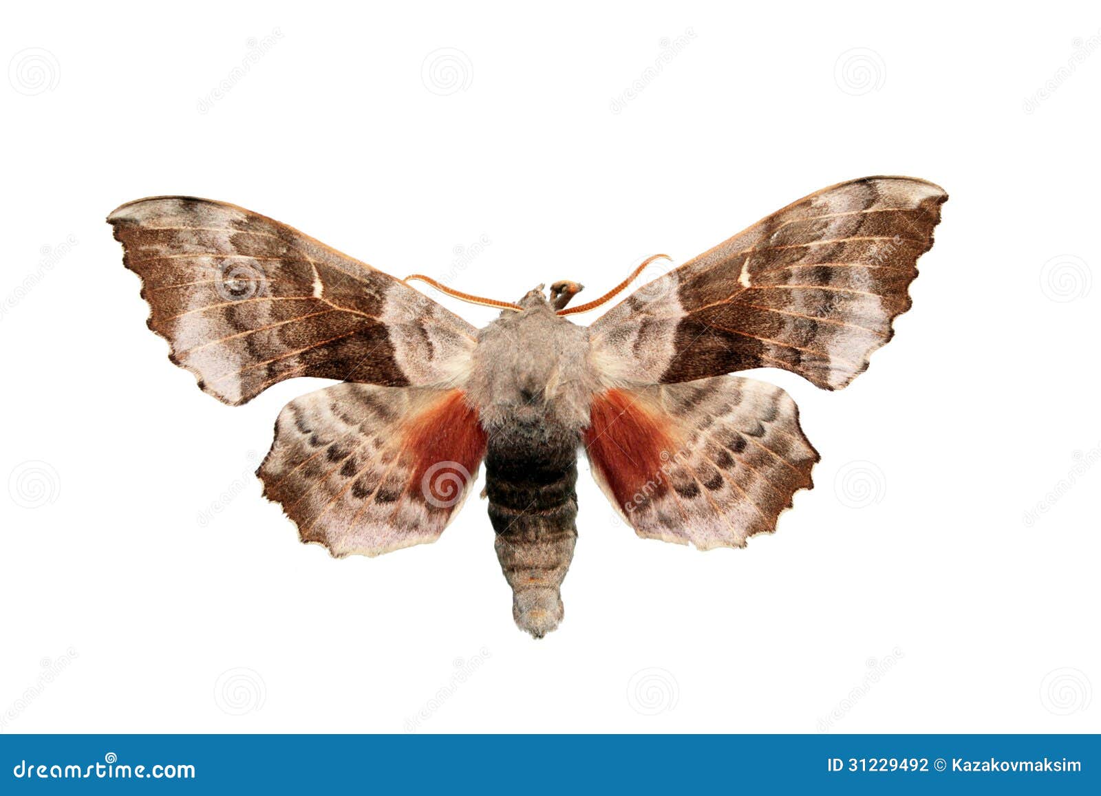 Oak Hawk-moth (Marumba Quercus) Stock Photo - Image of fauna, animal ...