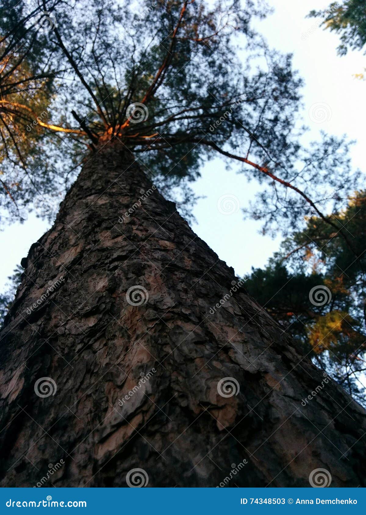Oak stock image. Image of high, forest, tree, nature - 74348503